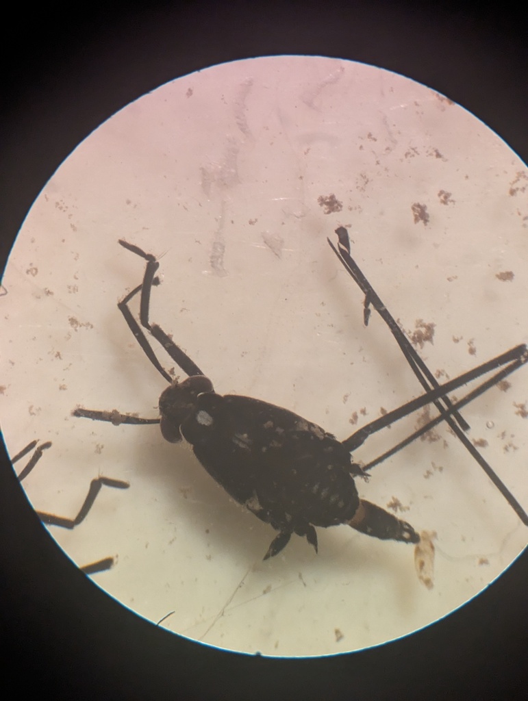 Metrobates from Silver Springs, FL, USA on June 10, 2023 at 05:34 PM by ...