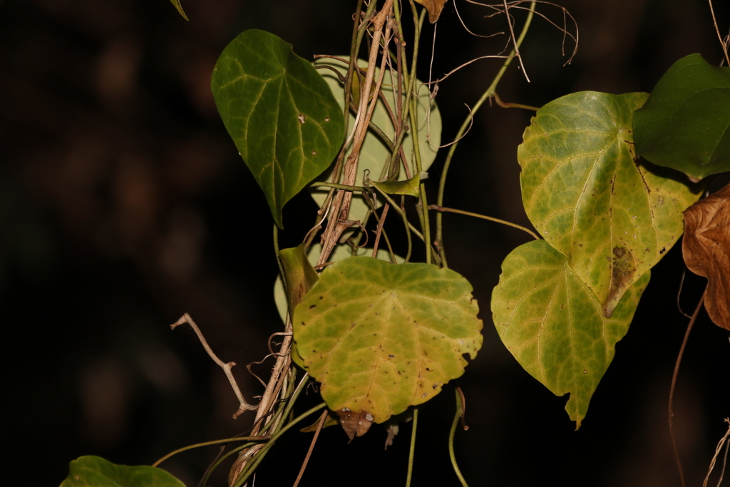 Tapevine from Undullah QLD 4285, Australia on August 10, 2023 at 08:10 ...