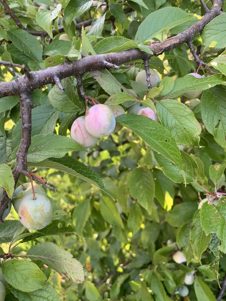American plum from University of Wisconsin–Madison Arboretum, Madison ...