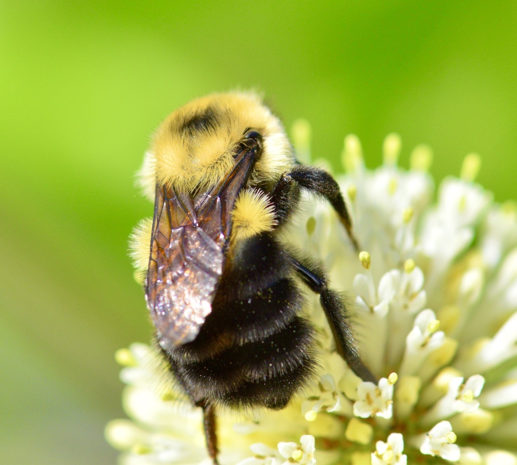Bumble Bees from 320 Browns Trace Rd, Jericho, VT 05465, USA on August ...