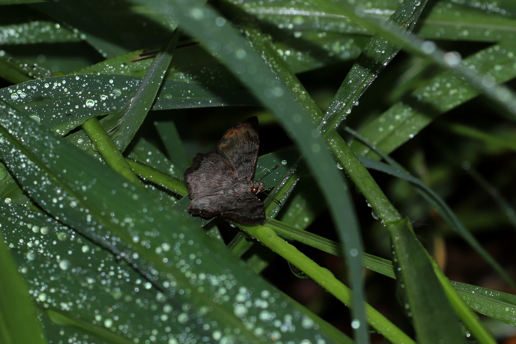 Common Spurwing from Mazatlán, Sin., México on August 9, 2023 at 11:16 ...