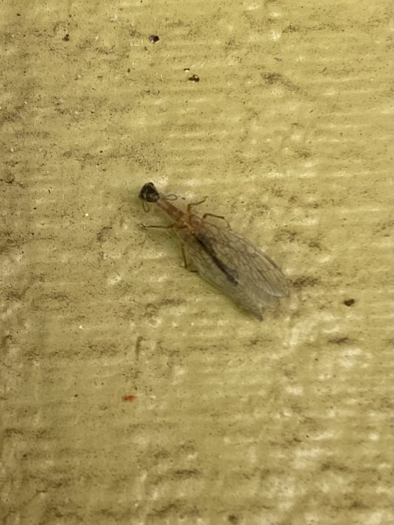 Common Snakeflies from Sanborn Rd, Saratoga, CA, US on August 10, 2023 ...