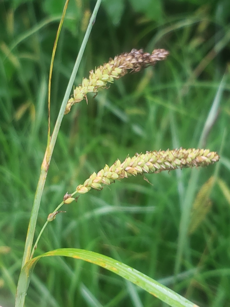 Emory's sedge from Kemble, ON N0H 1S0, Canada on August 10, 2023 at 11: ...