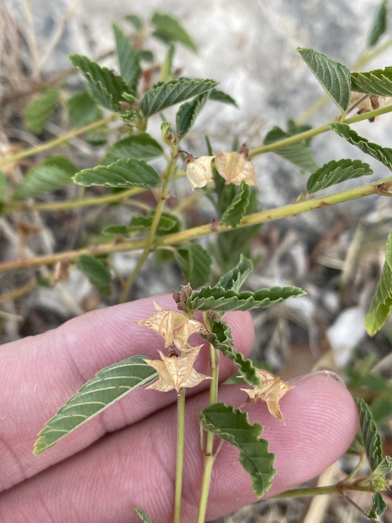 Pyramid Flower from Lake Cliff Park, Dallas, TX, US on August 10, 2023 ...