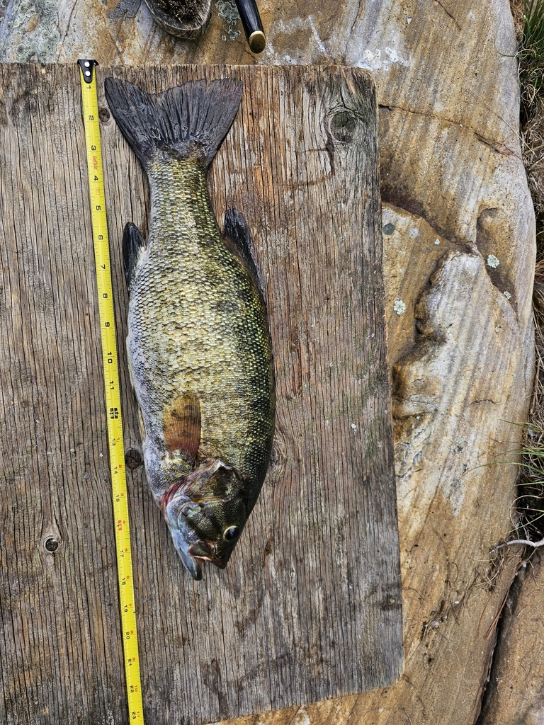 Smallmouth Bass on July 29, 2023 at 05:15 PM by justinmcgregs · iNaturalist