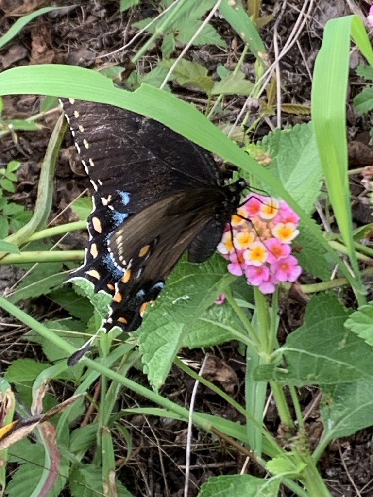 Eastern Tiger Swallowtail from Oak Point Rd, Sneads Ferry, NC, US on ...