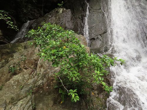 Ficus mollior · iNaturalist