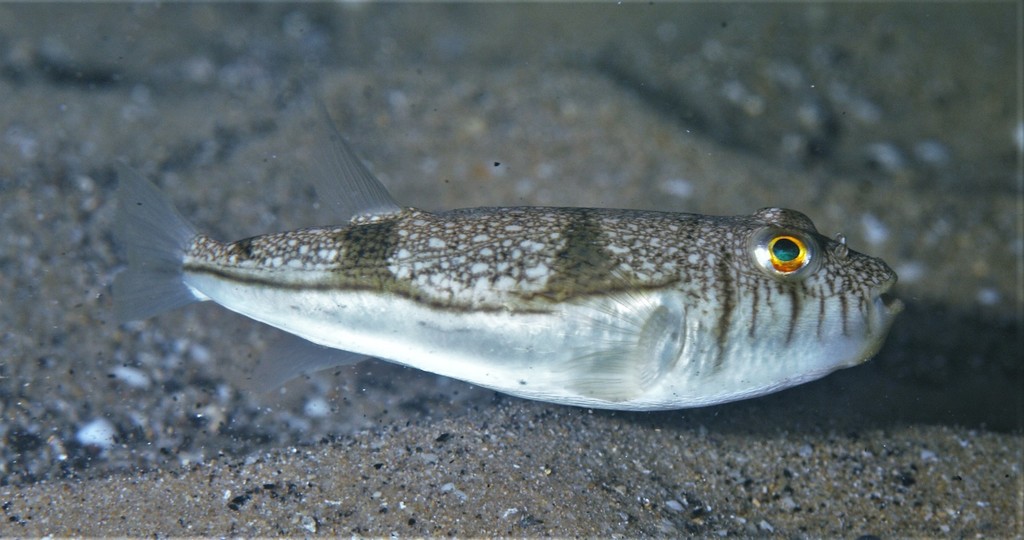 Weeping Toadfish from New South Wales, Australia on January 31, 2019 at ...