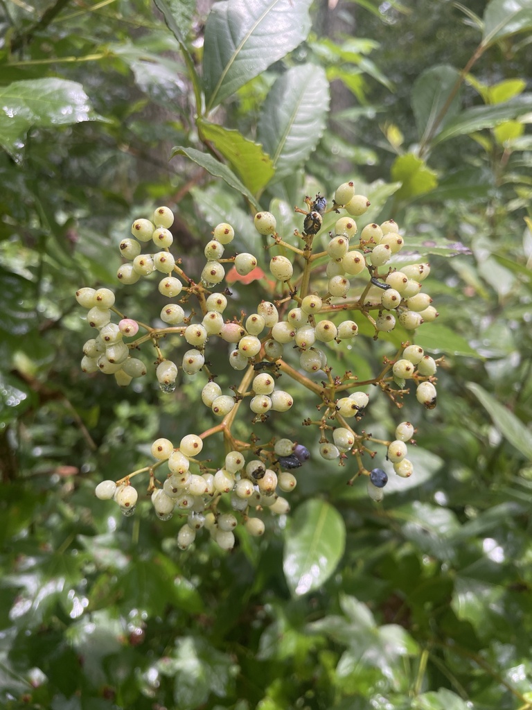 southern wild raisin from Youngs Rd, Southern Pines, NC, US on August ...
