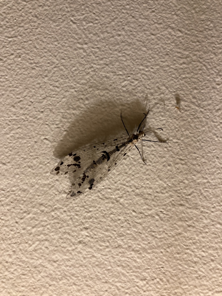 Eastern Spotted-winged Antlion from Long Island, Amagansett, NY, US on ...