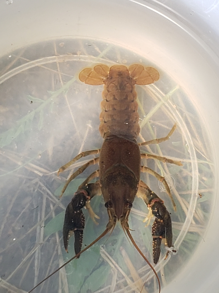 Faxonius from Boulder, CO 80303, USA on August 10, 2023 at 09:17 AM by ...