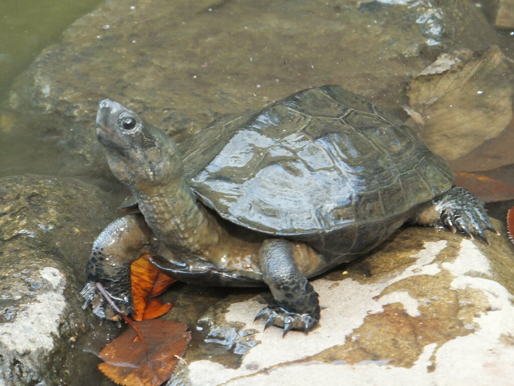 Chinese Pond Turtle in September 2012 by hakkahamushi · iNaturalist