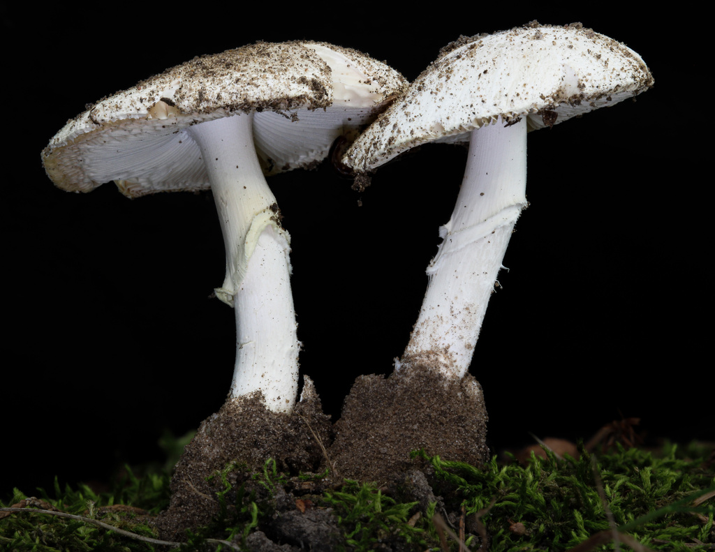 Amanita Sect. Phalloideae from Chestnut St, Boscobel, WI, US on August ...