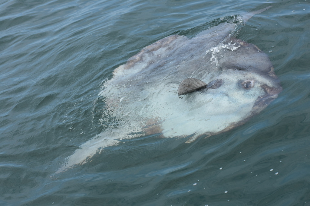 Common Mola from North Atlantic Ocean, Chatham, MA, US on August 10 ...