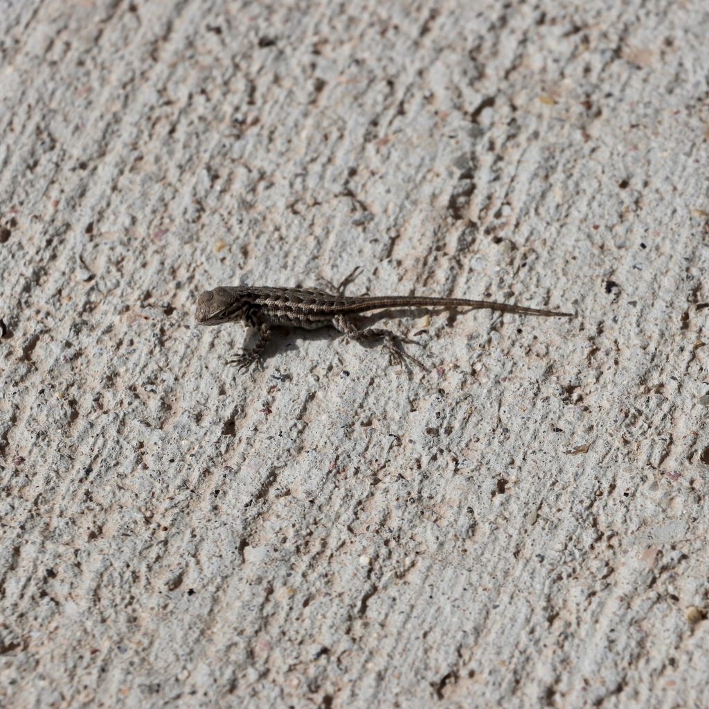 Common Sagebrush Lizard from Cedar City, UT, USA on August 10, 2023 at ...