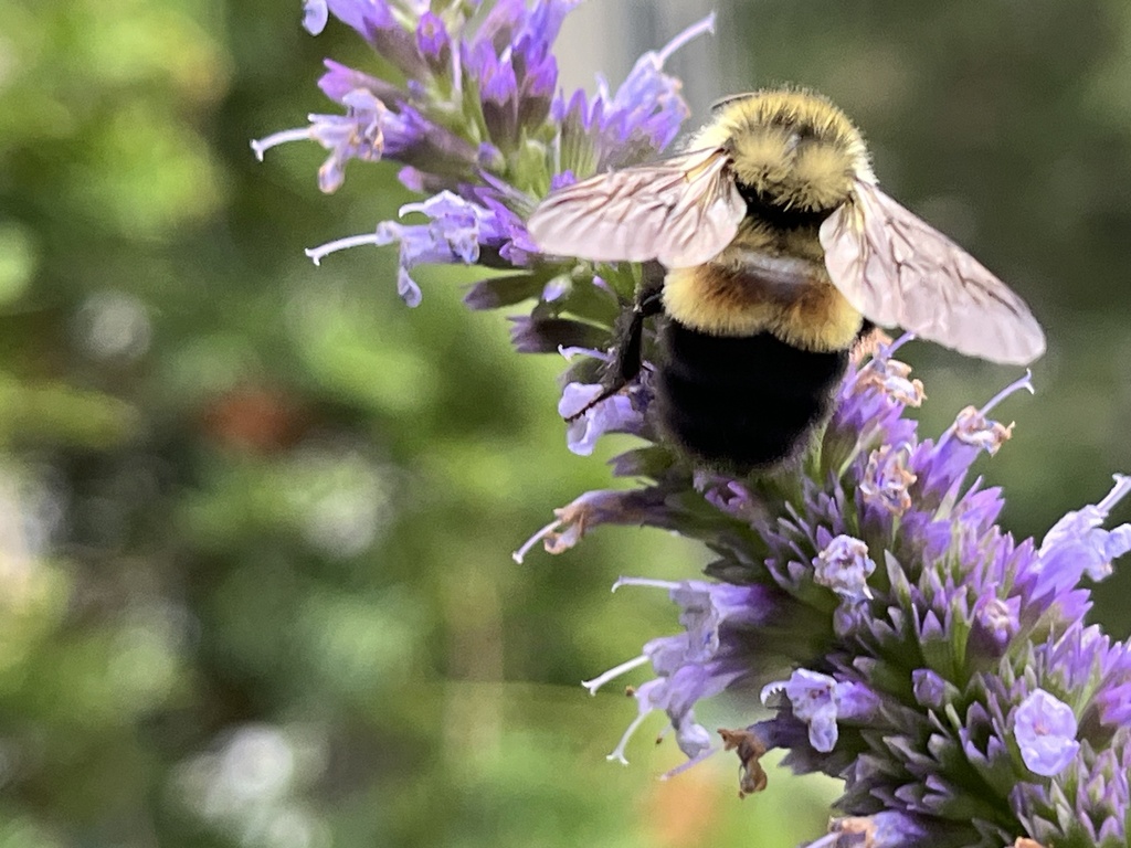 Rusty-patched Bumble Bee in August 2023 by JoeGee · iNaturalist