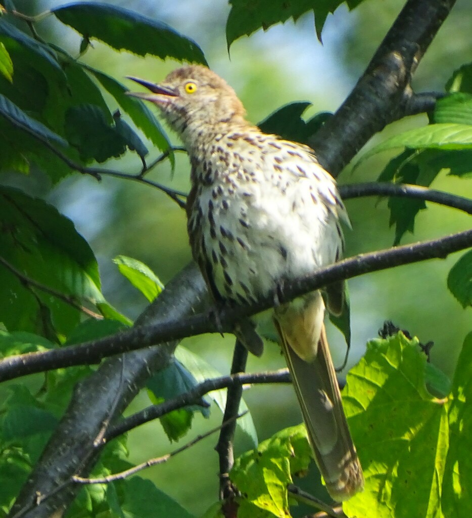 Brown Thrasher from RE, Essex Junction, VT, USA on August 2, 2023 at 03 ...