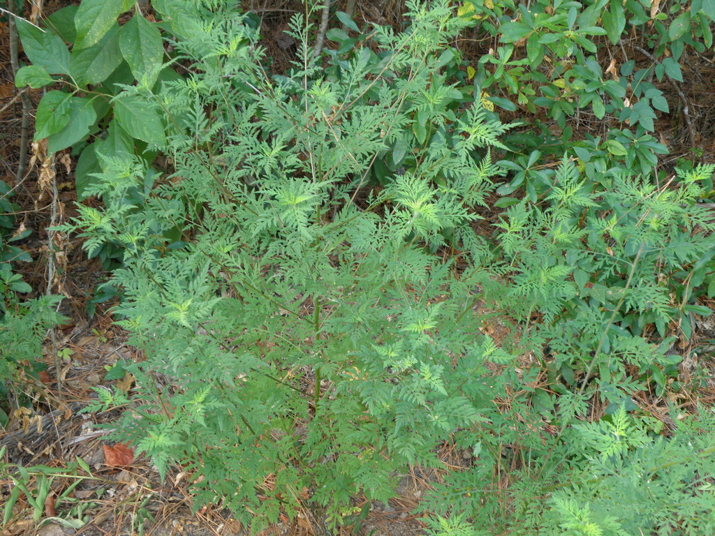 common ragweed from Tyler County, TX, USA on August 10, 2023 at 07:53 ...