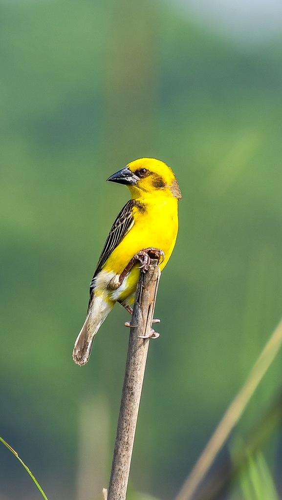 Finn's Weaver in May 2018 by Nepal Bird Watching. This is Globally ...