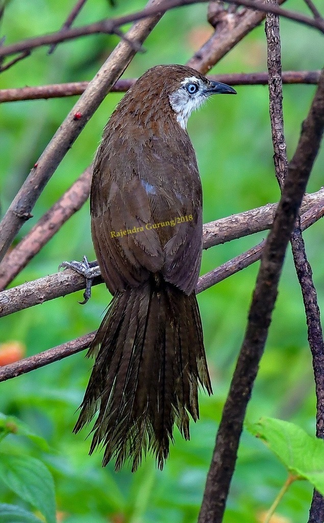 Spiny Babbler from Sarangkot, Pokhara 33700, Nepal on July 06, 2018 at ...