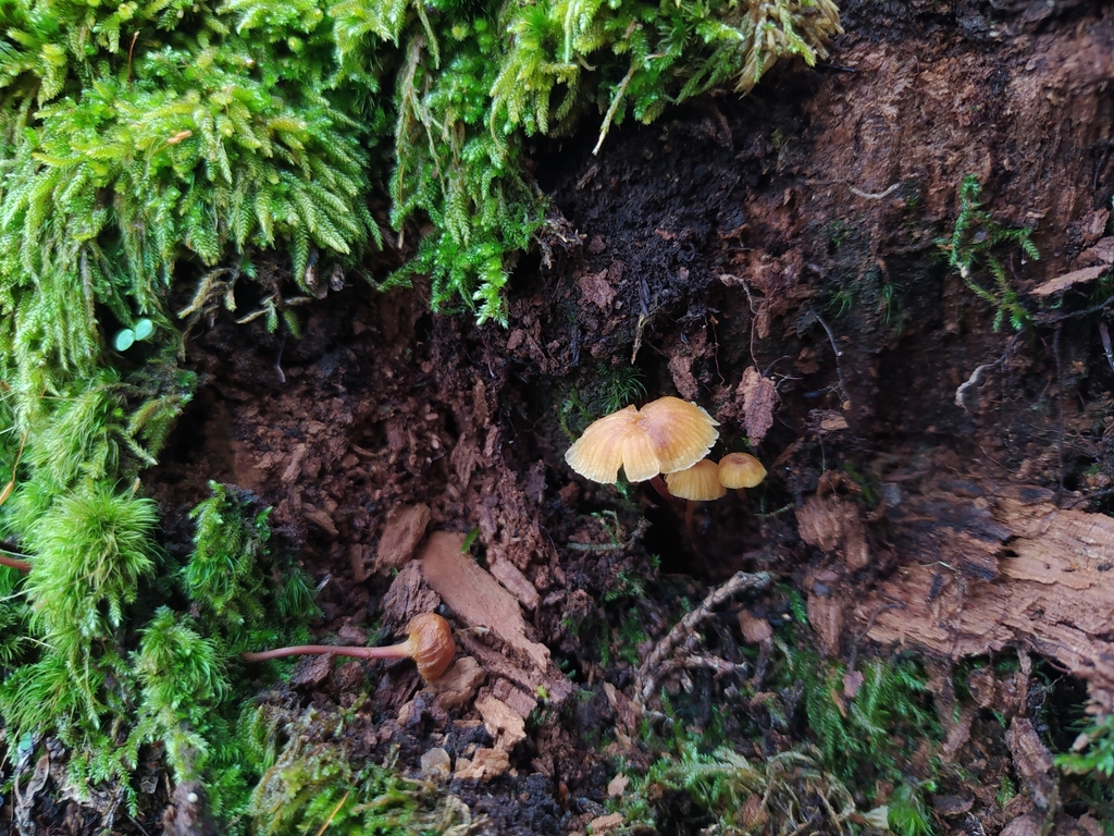 Pinewood Gingertail from 28772 Col., México on August 10, 2023 at 12:18 ...