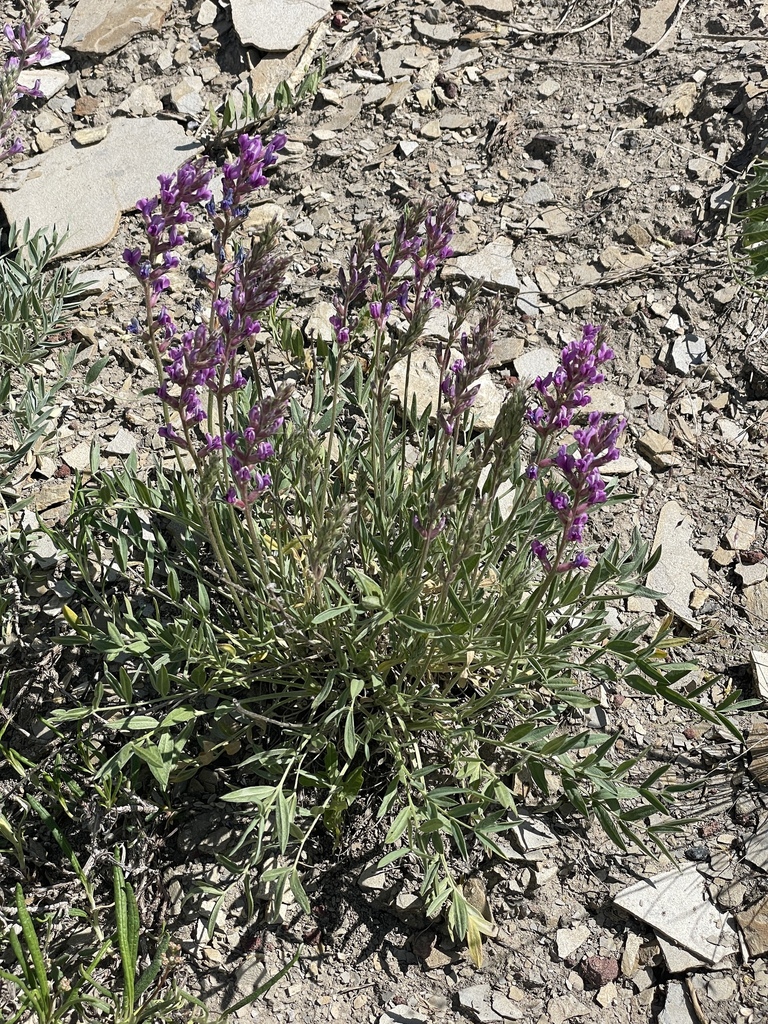Lambert's Locoweed from Rio Arriba County, NM, USA on July 3, 2023 at ...