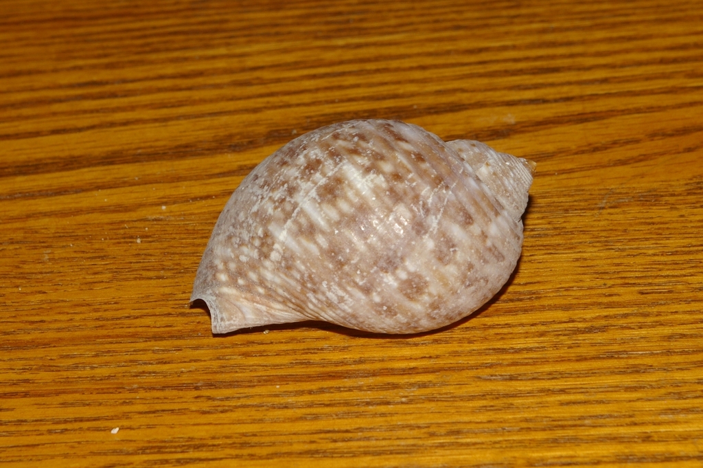 Atlantic Partridge Tun Snail from Tobacco Caye, Belize on July 28, 2023 ...