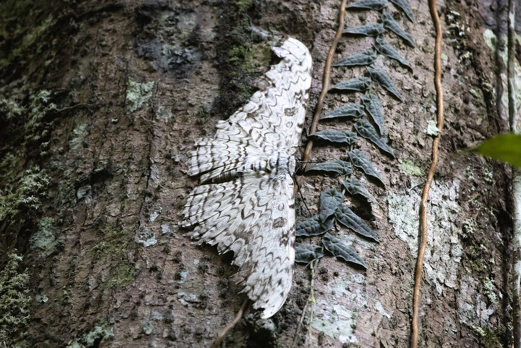 White Witch Moth from Leticia, Amazonas, Colombia on July 25, 2023 at ...