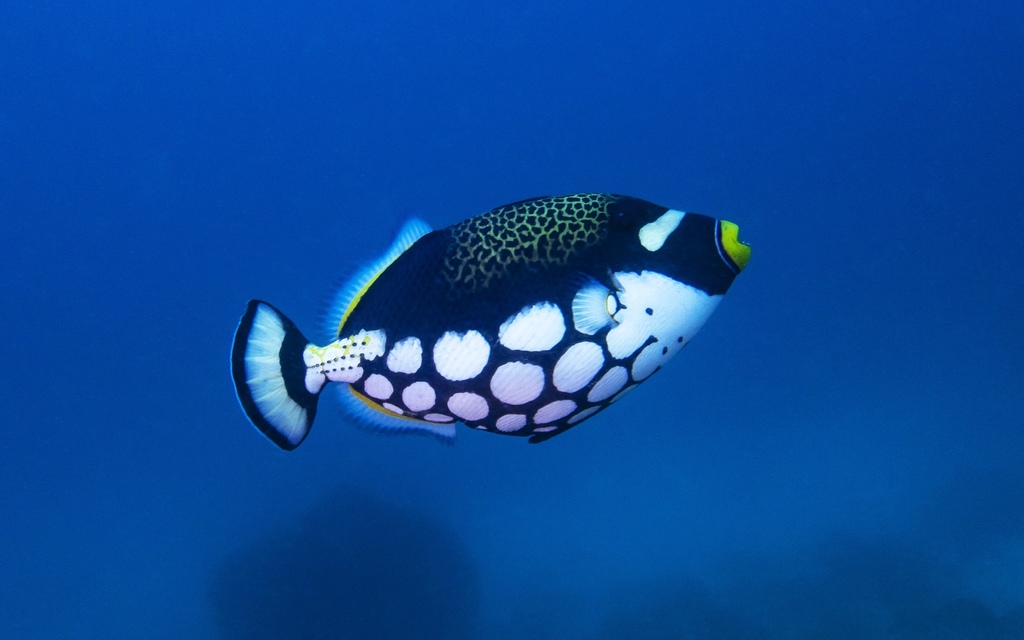 Triggerfishes (Balistidae) - Marine Life Identification