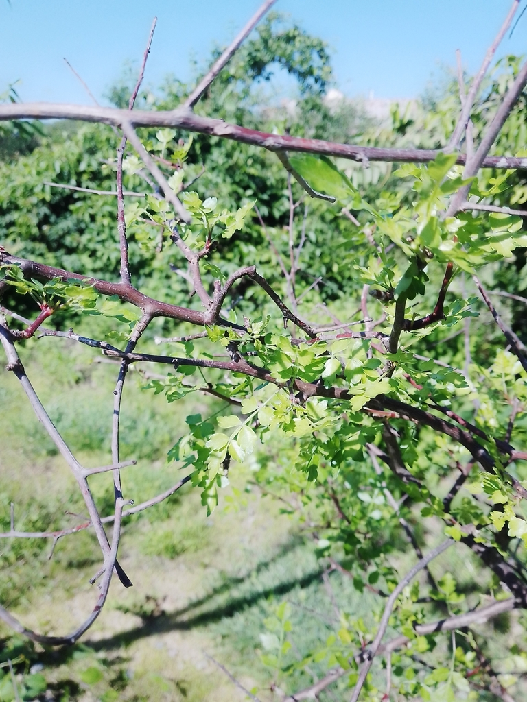 Bursera laxiflora from 80786 Sin., México on August 4, 2023 at 09:08 AM ...
