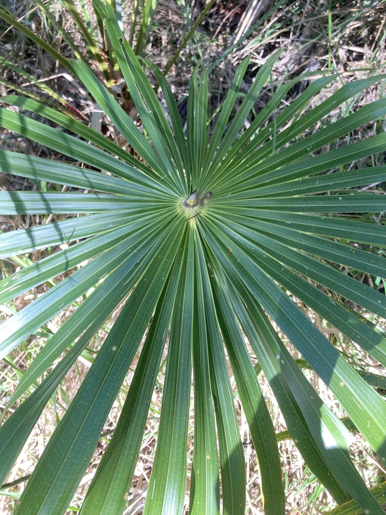 Australian Fan Palm from Burraneer Rd, Coomba Park, NSW, AU on August ...