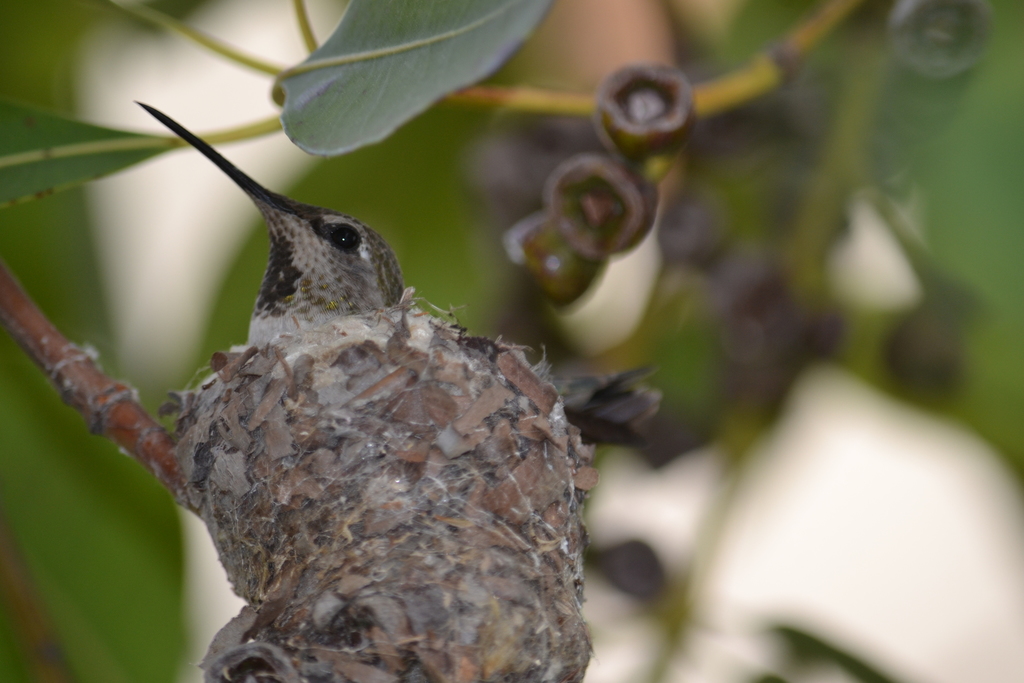 Anna's Hummingbird from Riverside County, US-CA, US on March 2, 2016 by ...