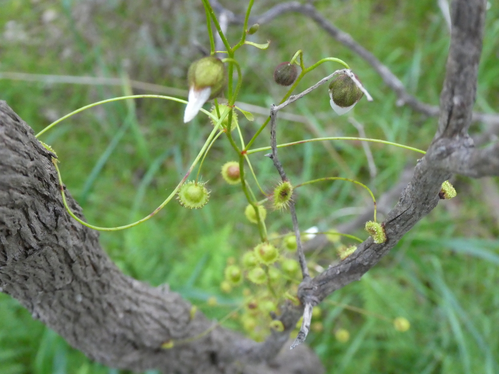 Climbing Sundew in August 2023 by mumtree · iNaturalist