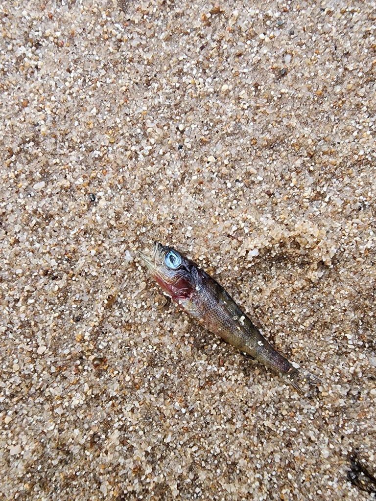 Threespine Stickleback from Kings, CA-NS, CA on August 5, 2023 at 06:22 ...