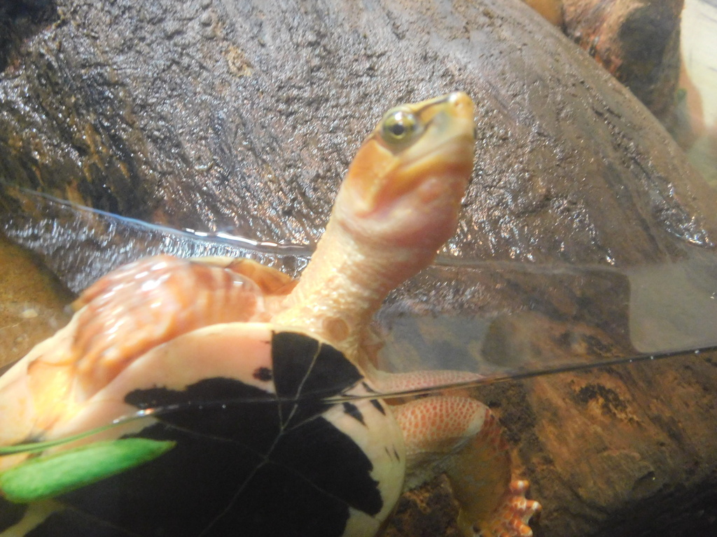 McCord's box turtle in August 2023 by giraffeman · iNaturalist