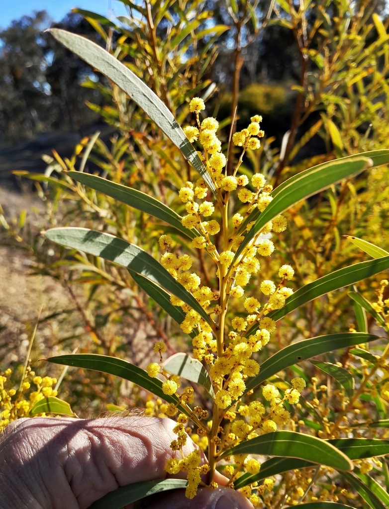 Boomerang Wattle from Napoleon Reef NSW 2795, Australia on August 10 ...