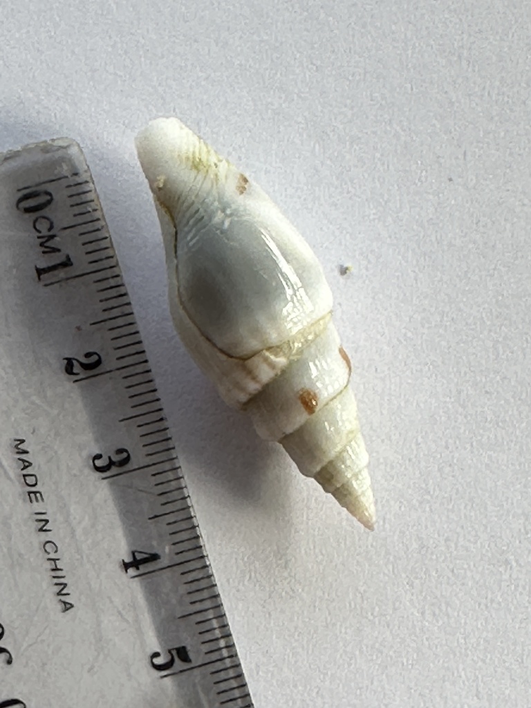 Doxander from Mangles Bay, Rockingham, WA, AU on August 11, 2023 at 08: ...