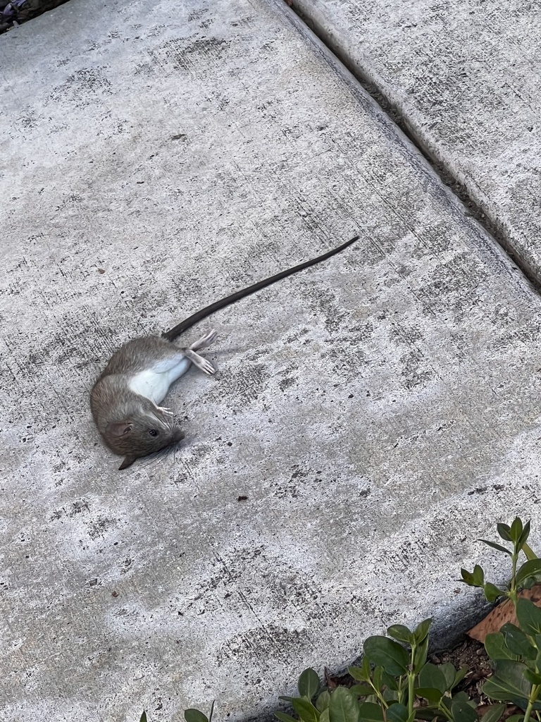 Black Rat from Calle Cristobal, San Diego, CA, US on August 10, 2023 at ...