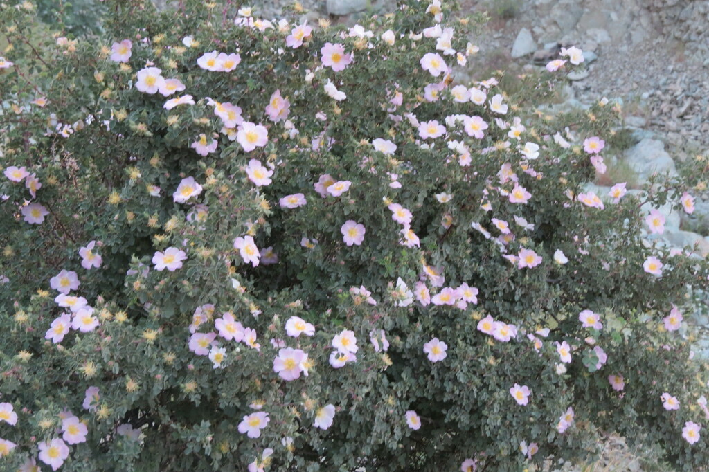 roses from Chin Kalagh, Iran on June 4, 2015 at 06:11 AM by Danial ...