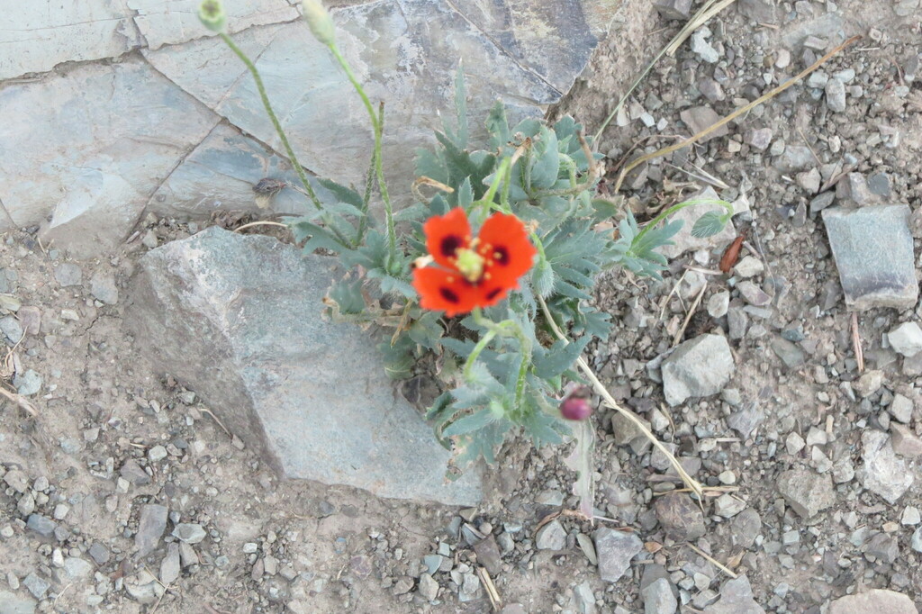 Ladybird Poppy from Chin Kalagh, Iran on June 4, 2015 at 06:19 AM by ...