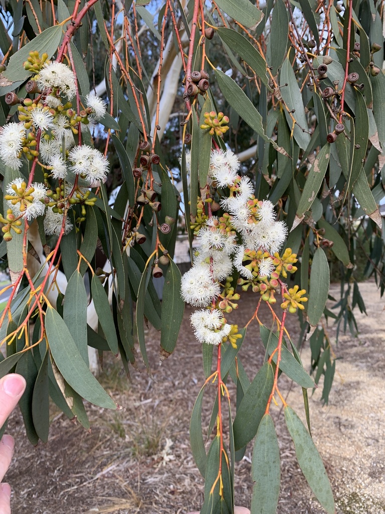 Snow Gum from Mercer St, Geelong, VIC, AU on August 11, 2023 at 10:37 ...