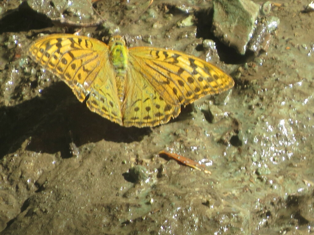 Cardinal Butterfly from Chin Kalagh, Iran on September 12, 2016 at 09: ...