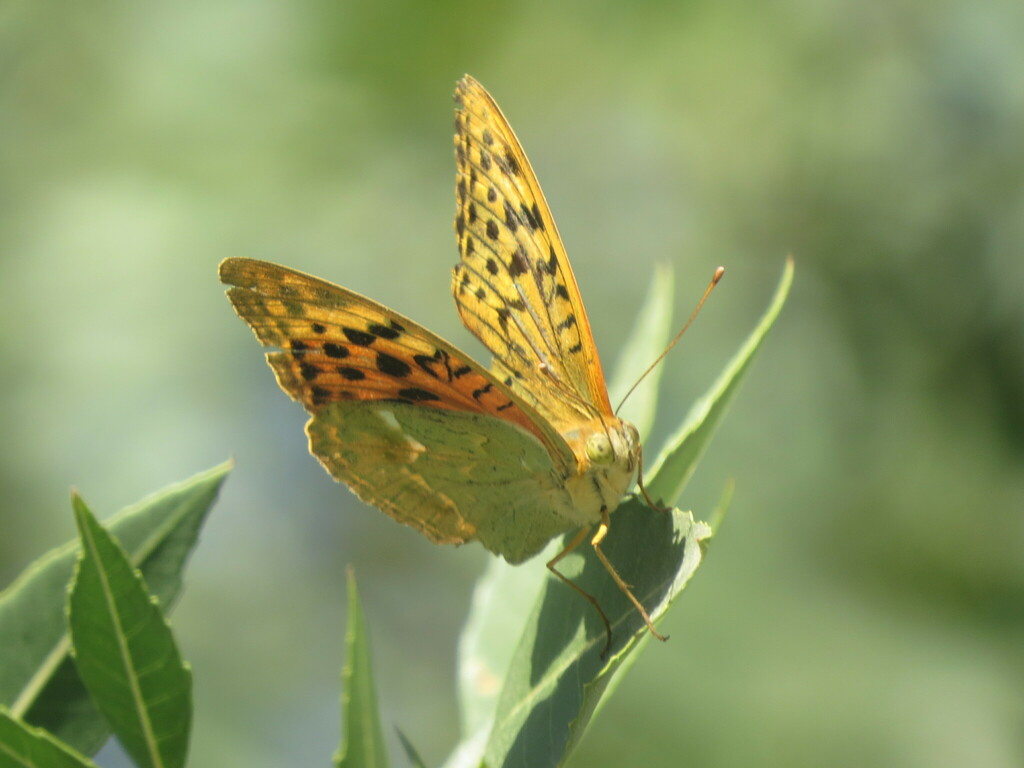 Cardinal Butterfly from Chin Kalagh, Iran on September 12, 2016 at 09: ...
