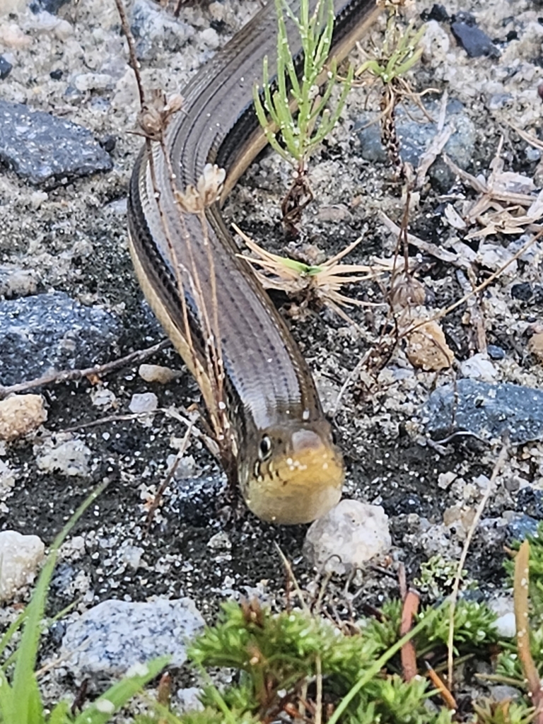 Eastern Glass Lizard in August 2023 by alane3795 · iNaturalist