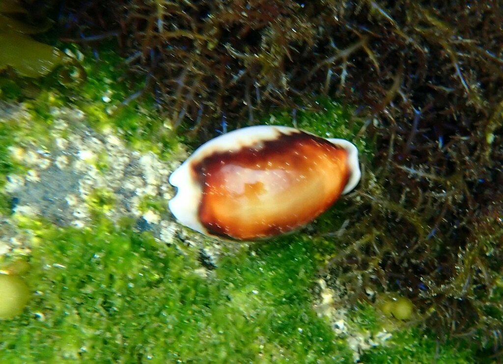 Chestnut Cowry from 2600 Bayside Ln, San Diego, CA 92109 on July 30 ...