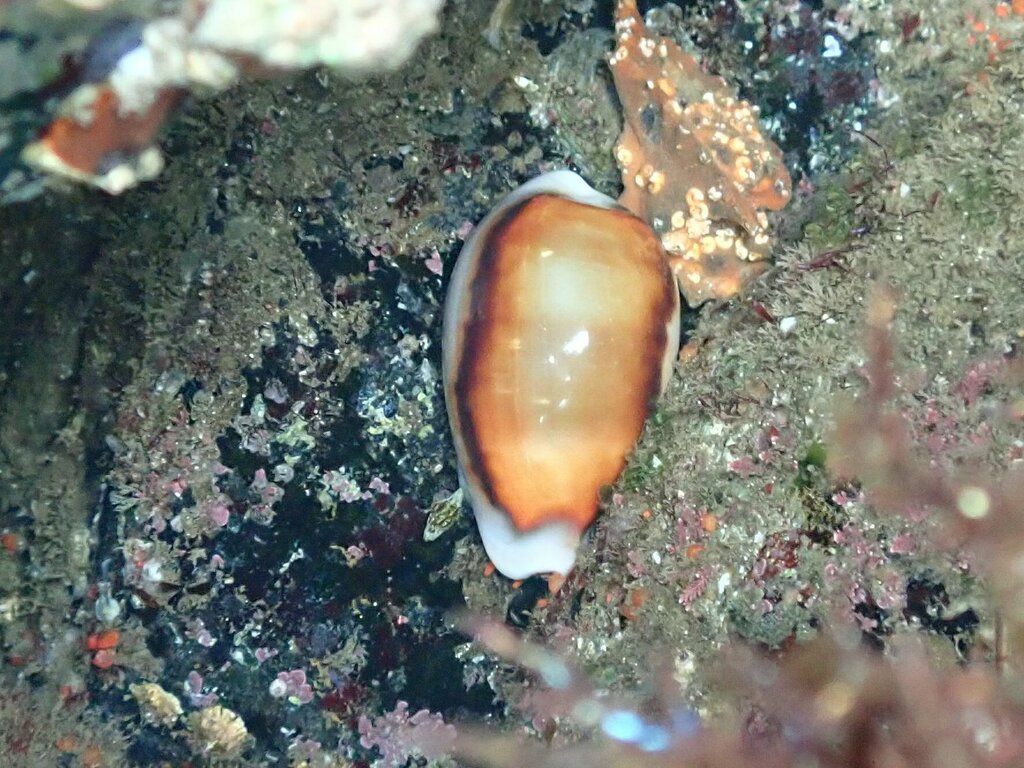 Chestnut Cowry from 2600 Bayside Ln, San Diego, CA 92109 on July 30 ...