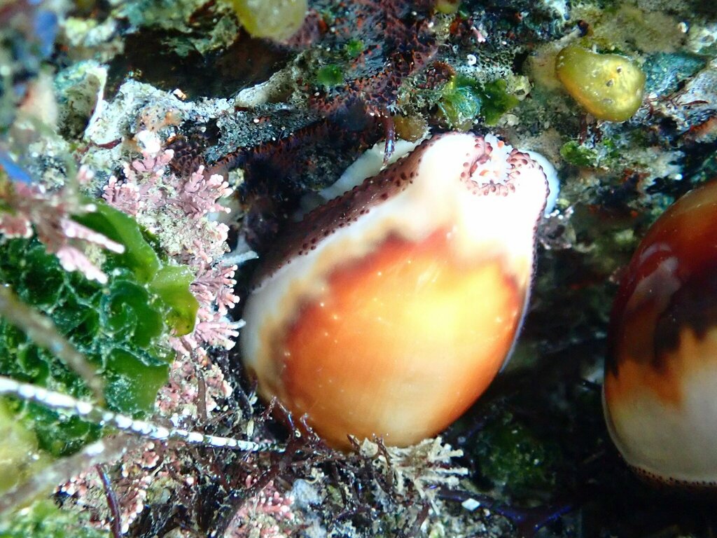 Chestnut Cowry from 2600 Bayside Ln, San Diego, CA 92109 on July 30 ...