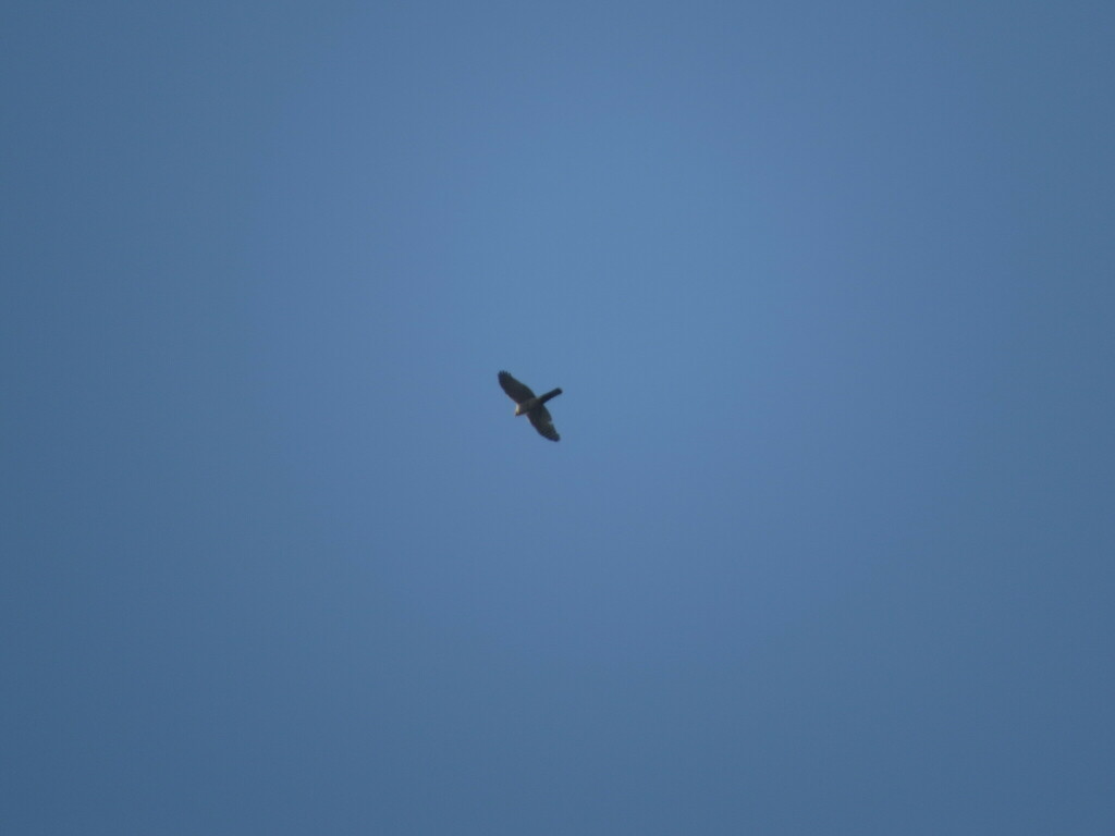 Eurasian Sparrowhawk from Chin Kalagh, Iran on October 21, 2016 at 05: ...
