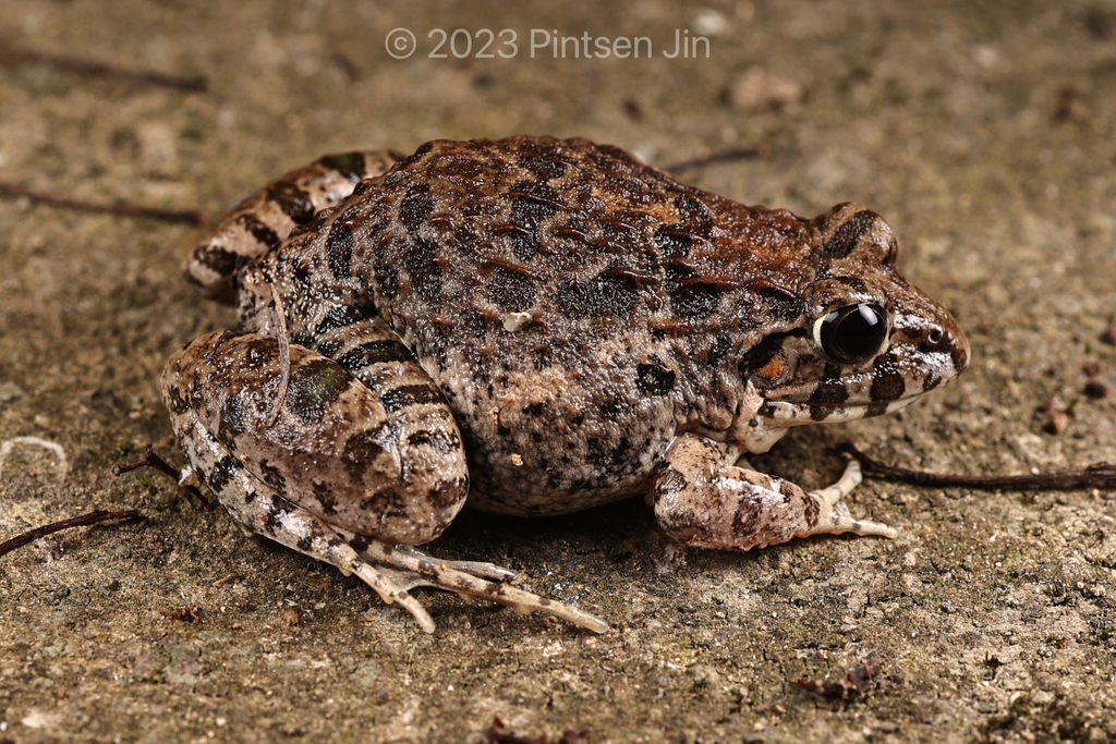 Rice field frog in August 2023 by Pintsen JIN · iNaturalist