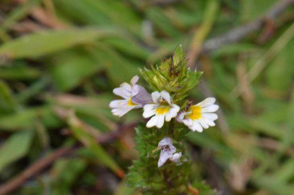 Common Eyebright from Croydon Bush Reserve on February 23, 2016 by Pat ...